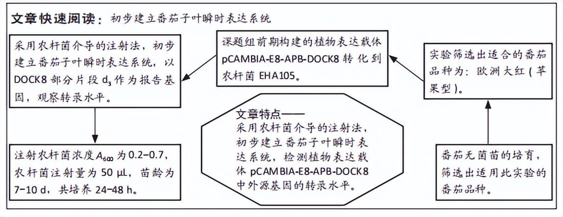 Establishment of Transient Expression System in Tomato Cotyledons by ...