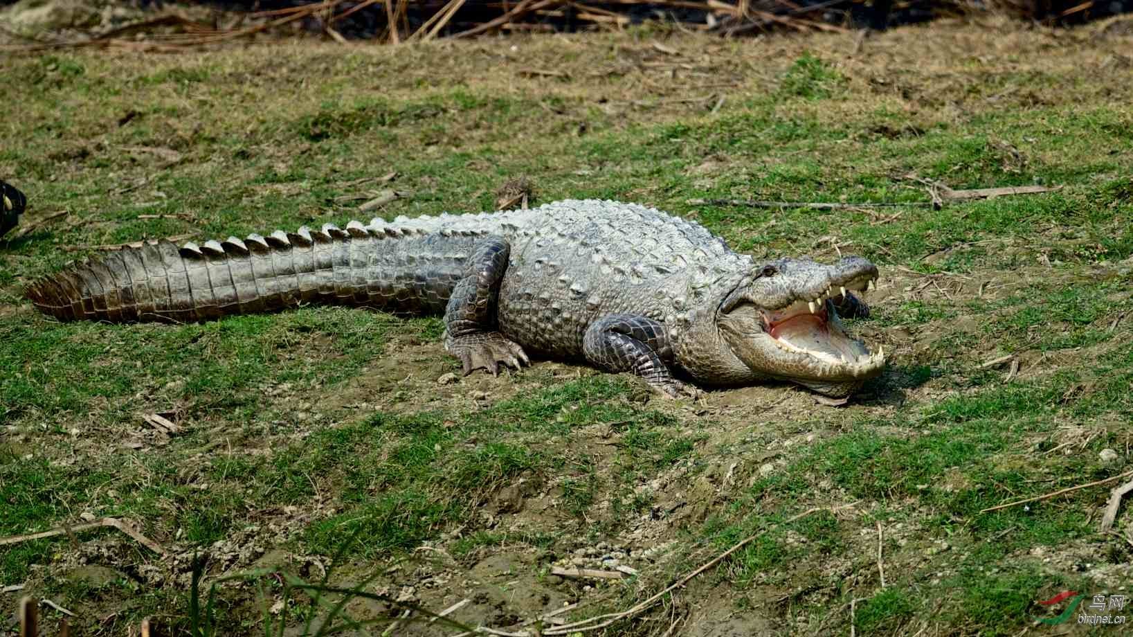 300,000 Burmese pythons are flooding in the United States - iNEWS