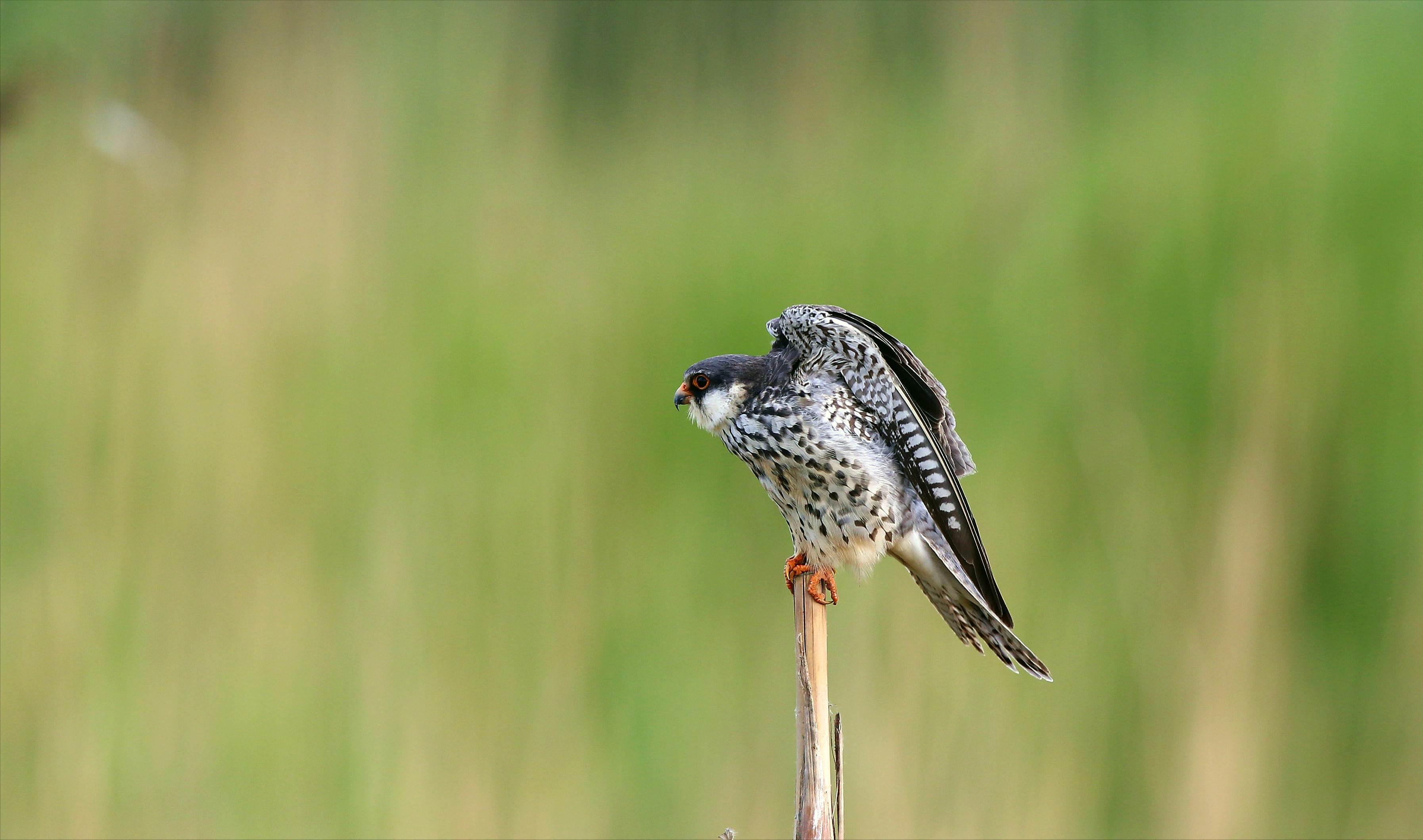 A big bird broke into a farmer's house. Experts identified it as a protected animal. What is the ...