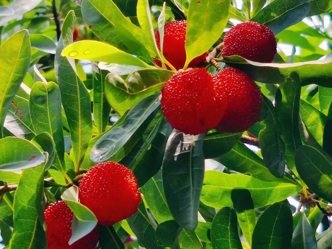 Fruity garden!Immersive experience of "sweet sweet" bayberry, really ...