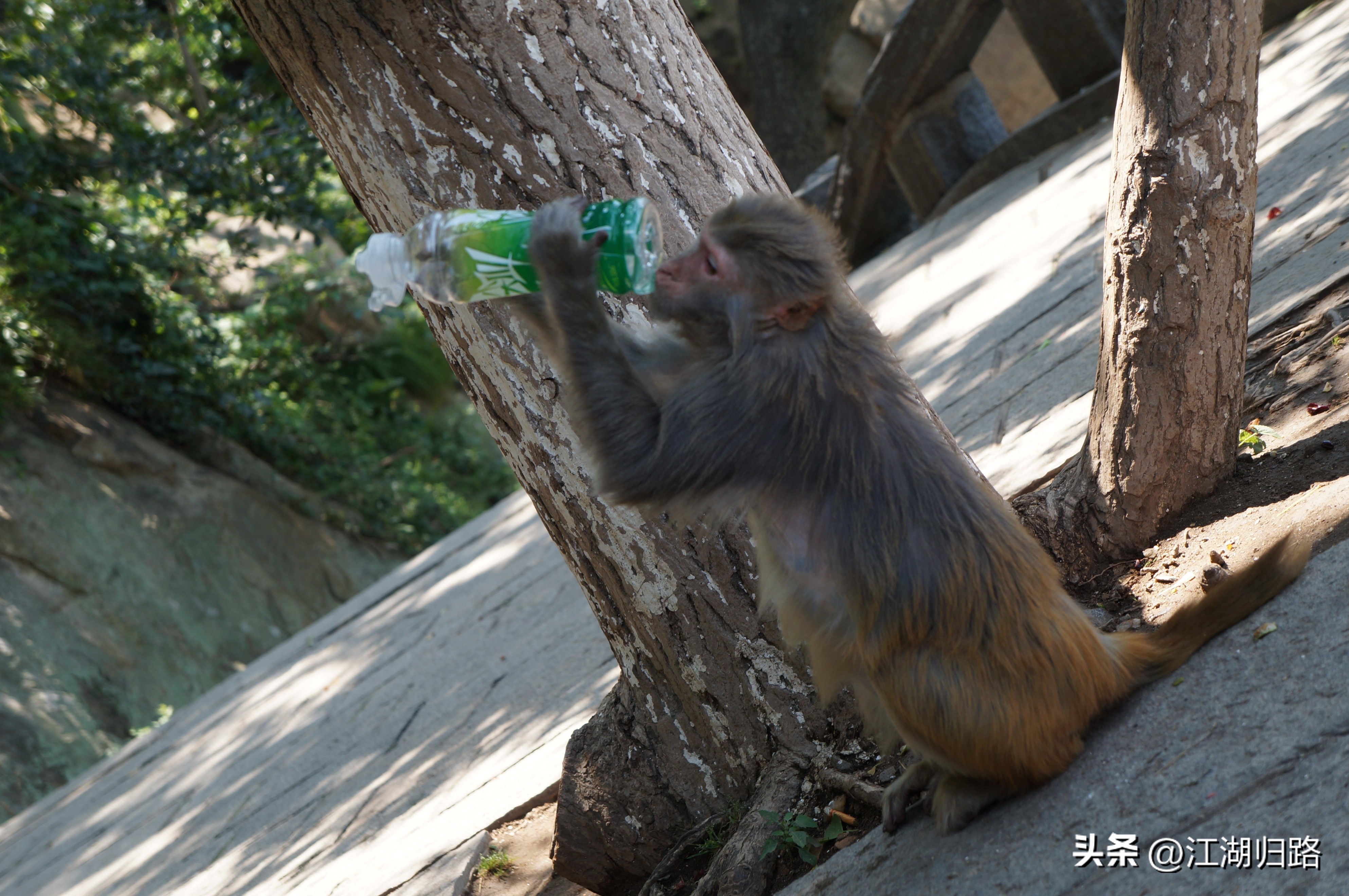 Sage Sun on Huaguo Mountain, Monkey King in Shuilian Cave - iNEWS