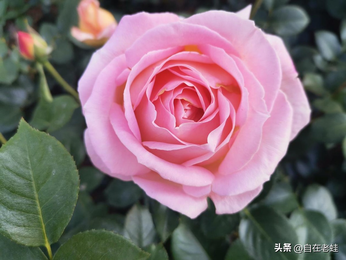 Classic Daily Lesson: Money is like dung, God closes a door for you and ...