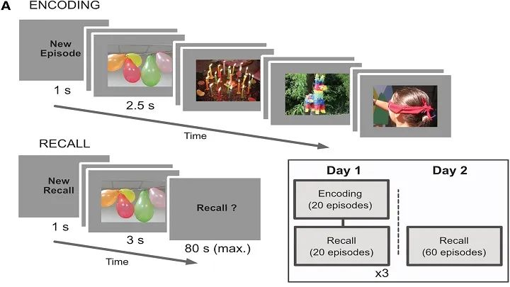 Researchers at the University of Barcelona decode the neural mechanisms ...