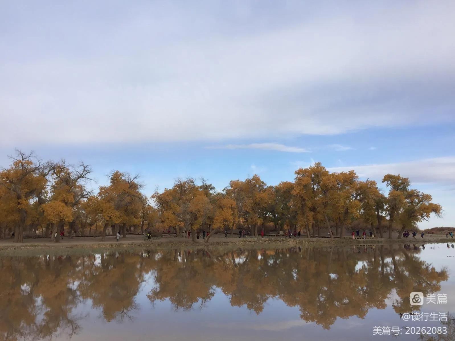 Three thousand years of waiting - Populus euphratica - iNEWS