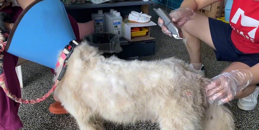 The Samoyed was abused and beaten by the owner, and the skin on its ...