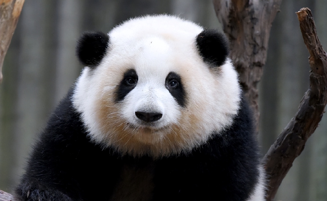 The Beauty of Black and White: Exploring the Magical World of Panda ...