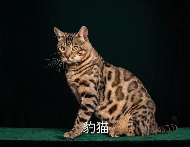 Inventory cat intelligence ranking! See if your cat owner is among them ...