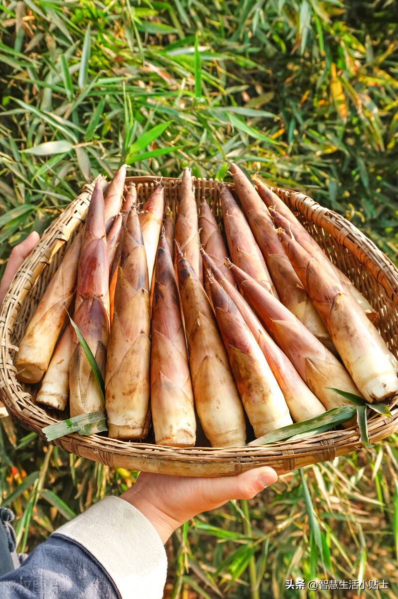 Easy to learn, full of spring taste: Delicious pan-fried spring bamboo ...