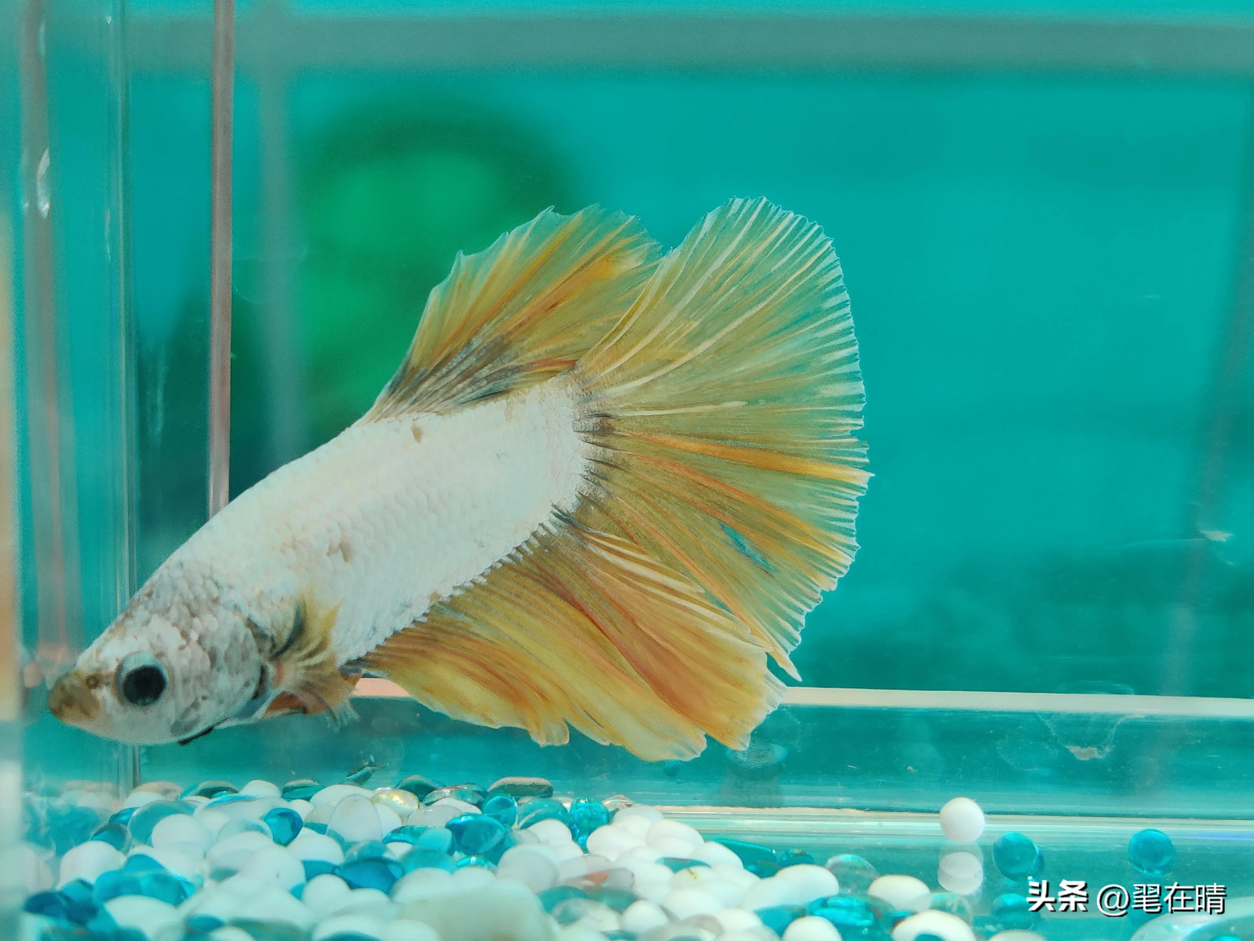 Betta[in research] - iMedia
