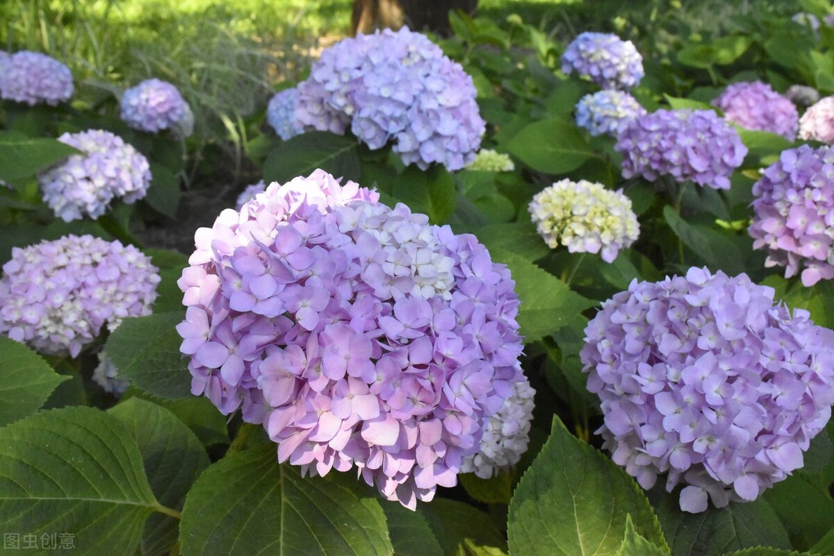 Raise hydrangeas in December, pay attention to these points, and spend ...