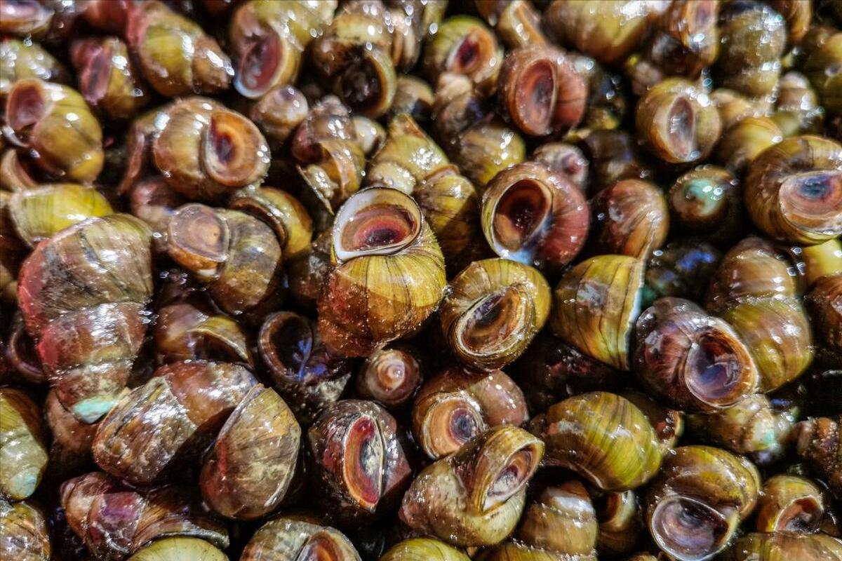 When cleaning snails, you only know how to add salt. If you secretly ...
