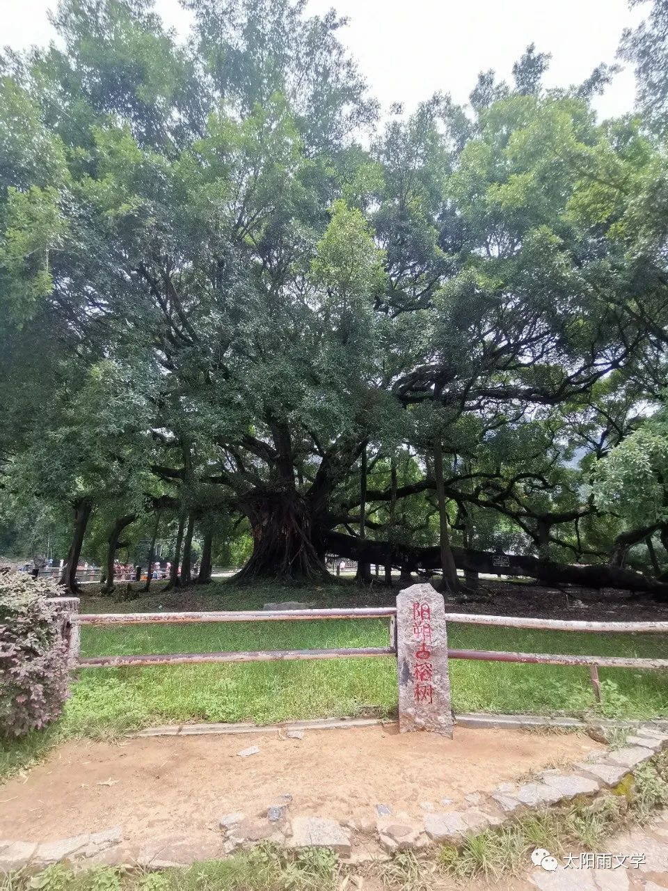 Tong Li: The Big Banyan Tree in Yangshuo - iMedia