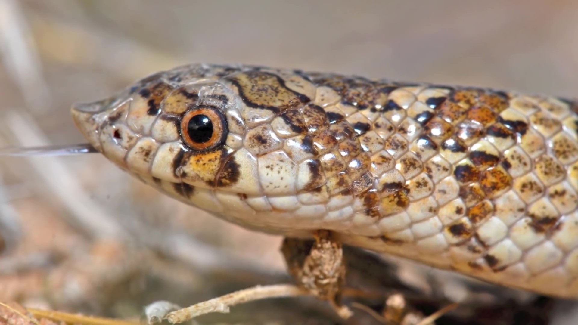 Have you ever heard of a fart snake?As long as you can grab it with one ...