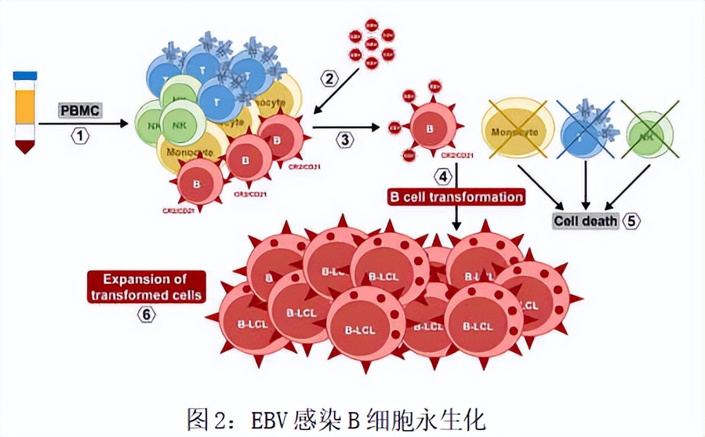 Immortalized cell line construction - iNEWS