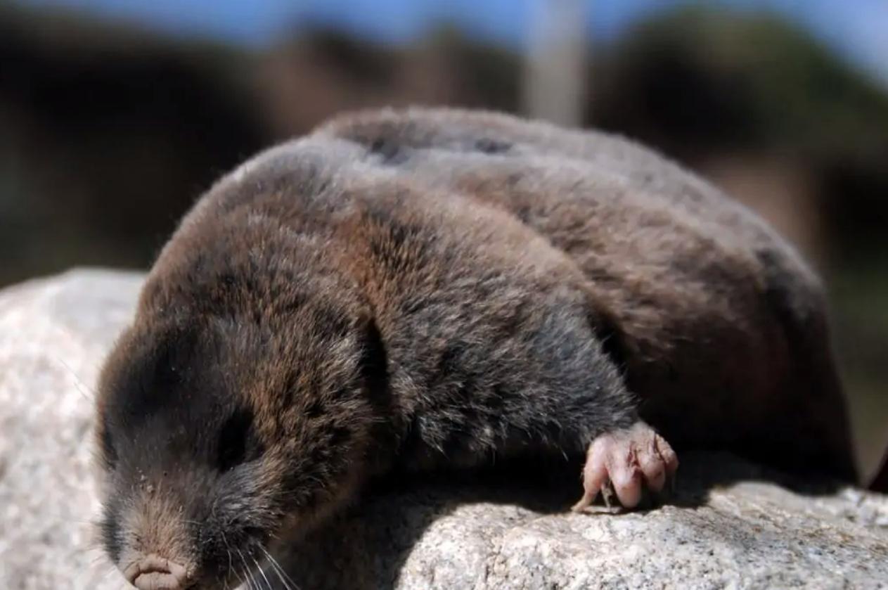 What kind of animal is the earth sheep, can replace tiger bone medicine ...