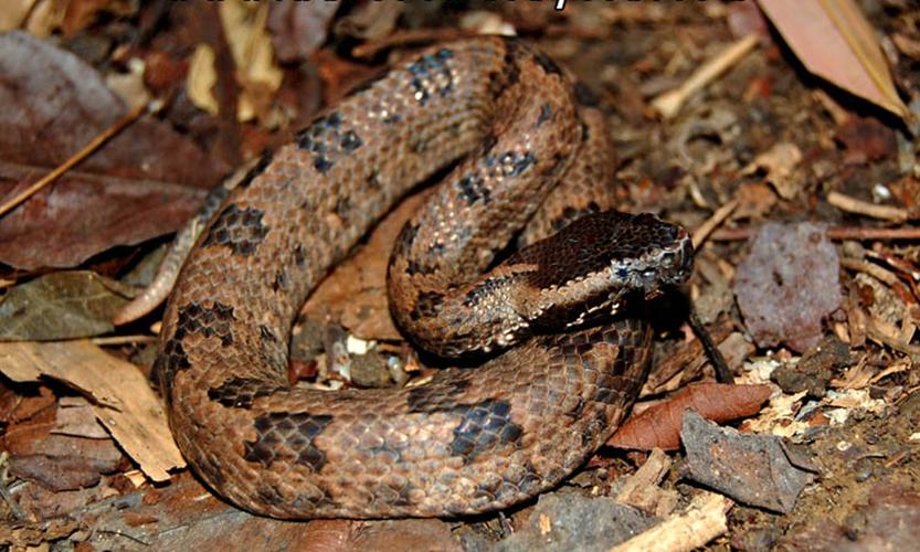Top 10 Venomous Snakes in Taiwan - iMedia