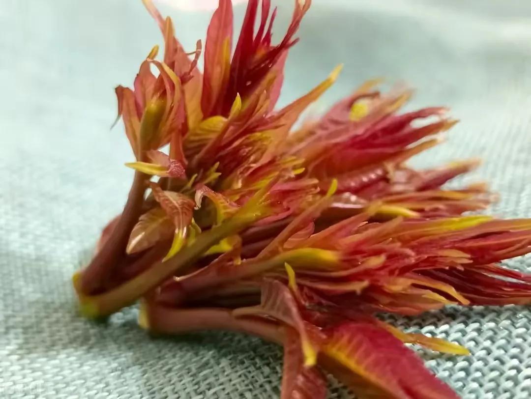 Spring on the tip of the tongue: the irresistible delicacy of Chinese ...