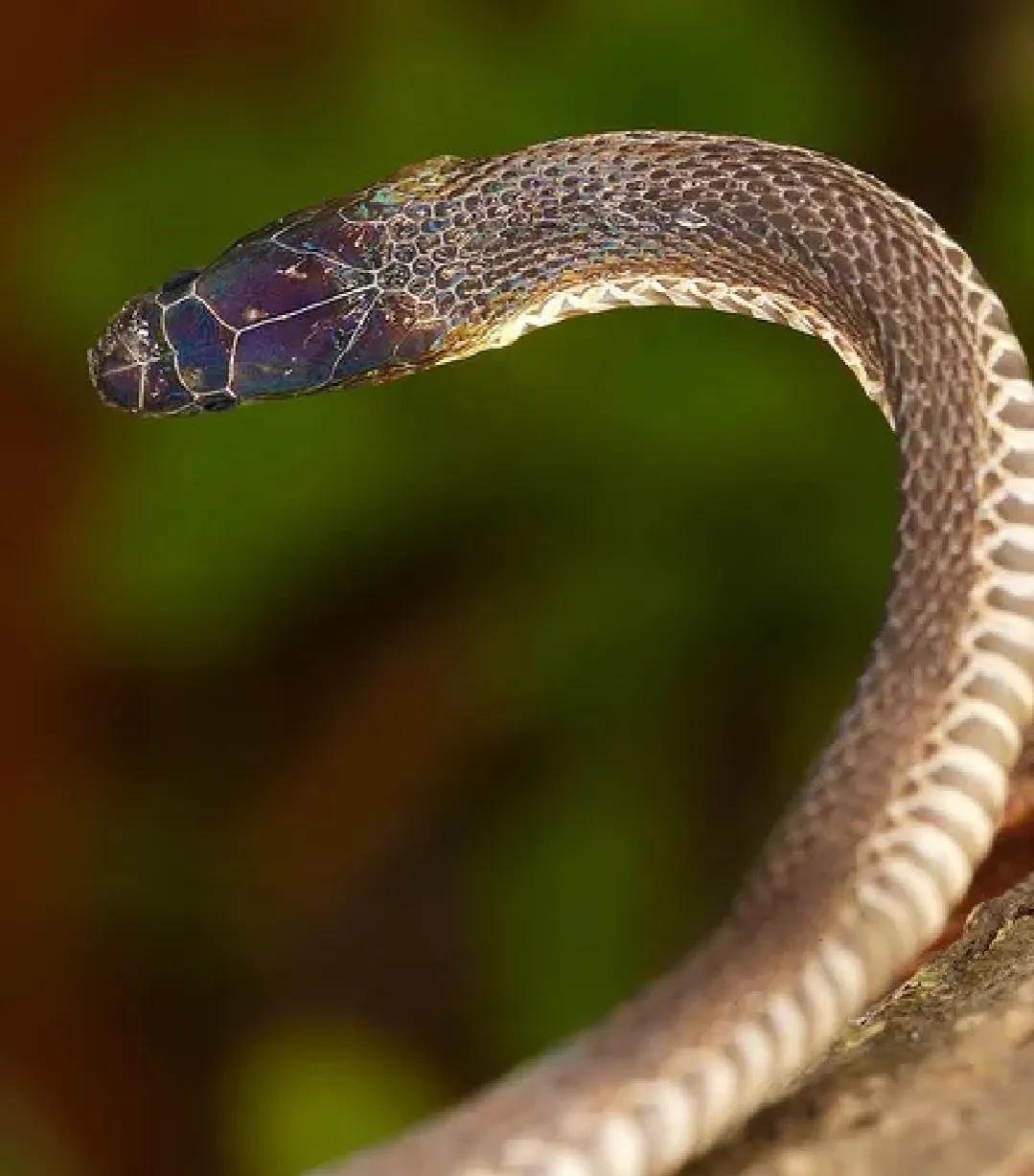 Black-ridged snake bites, just rinse with water - iNEWS