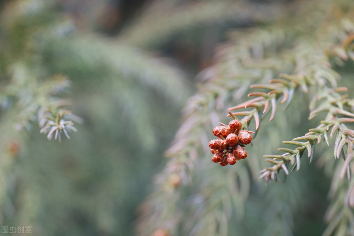 Ingredient party must know - cedar bud extract - iNEWS