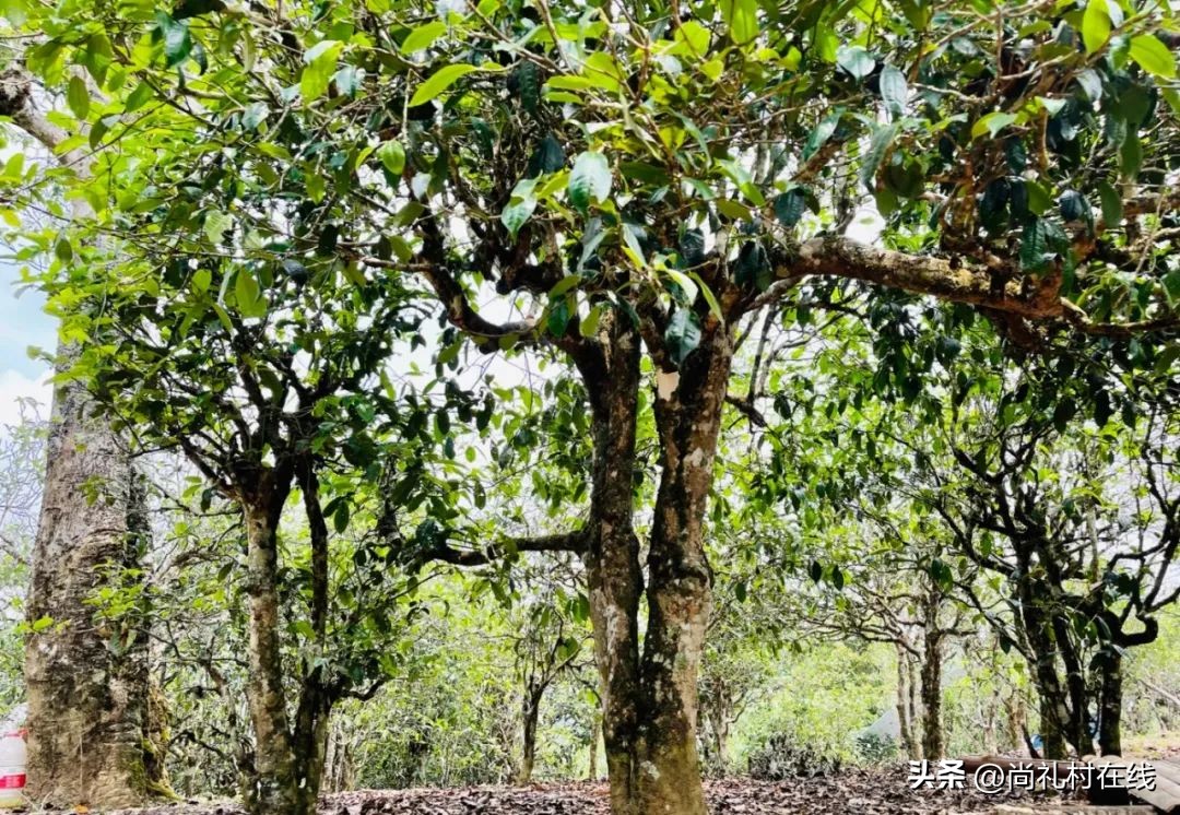 Thirty-Six Mountains - iNEWS