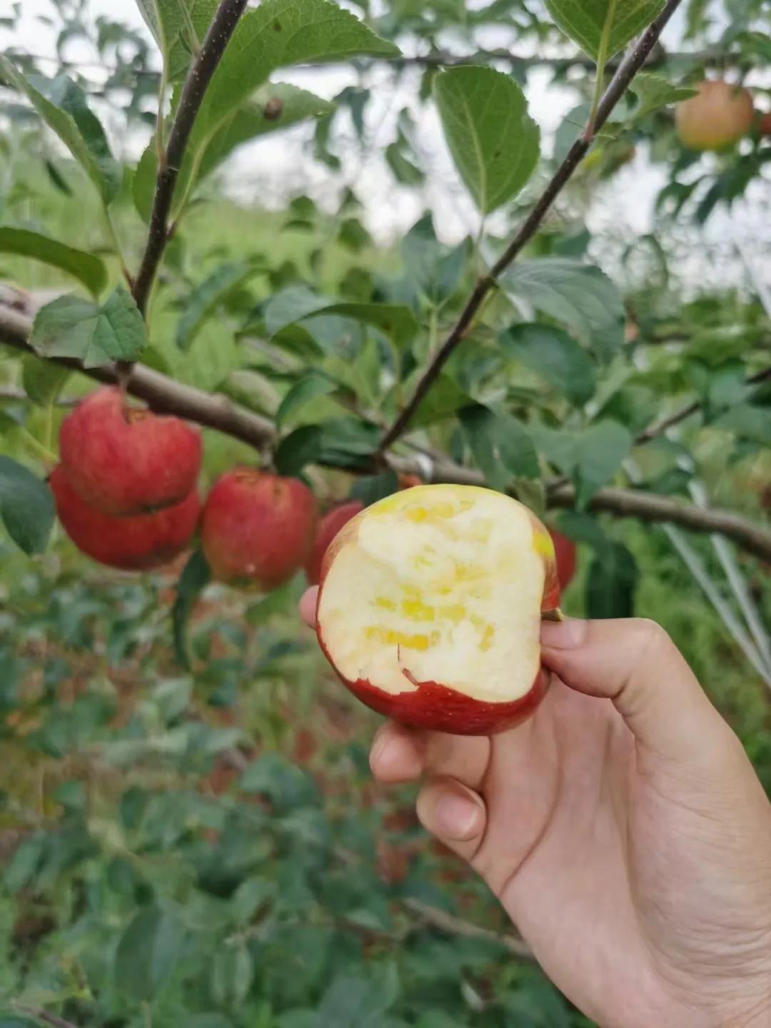 How much do you know about the "alkaline and acidity" of fruits? - iNEWS