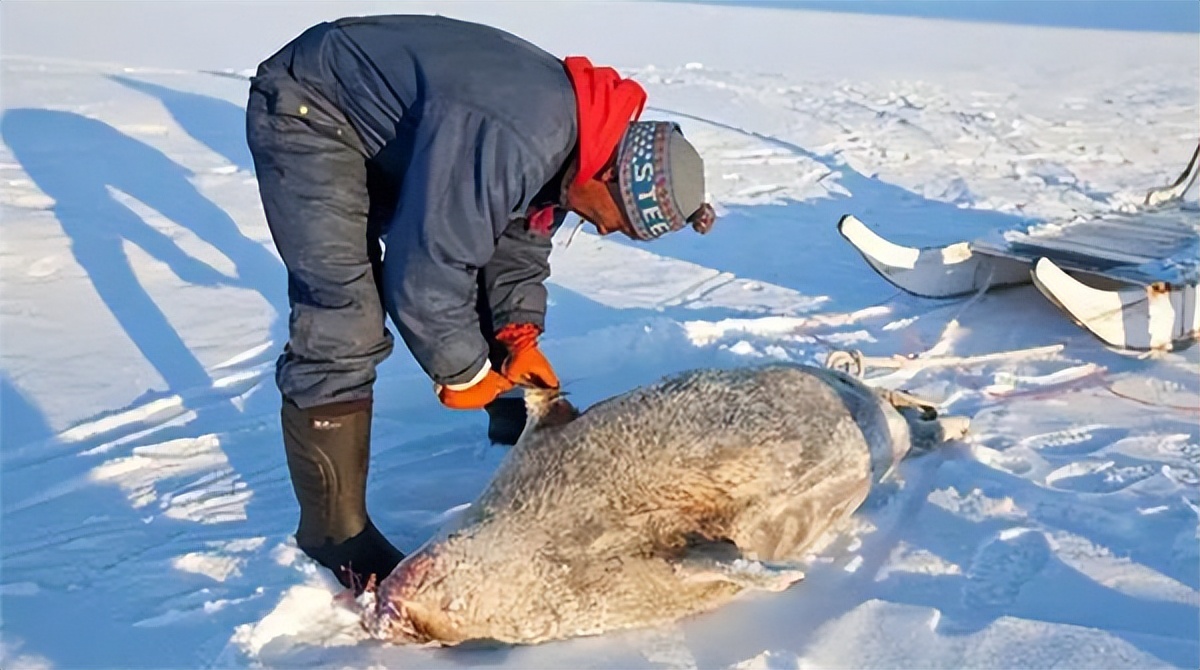 Eskimo pickled puffins, worse than canned herring, why are they ...