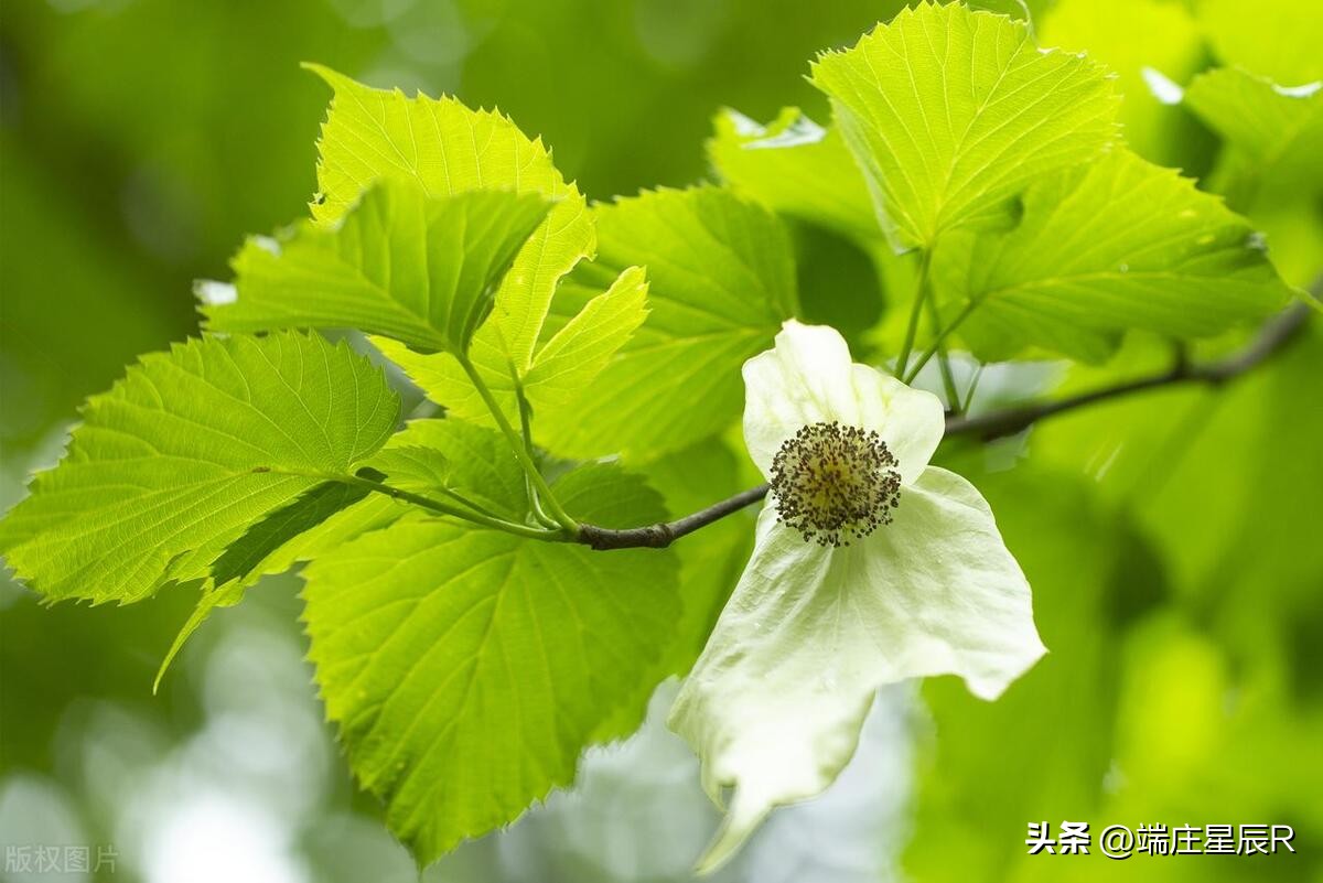 The national first-class protected plant - Davidia involucrata - iNEWS
