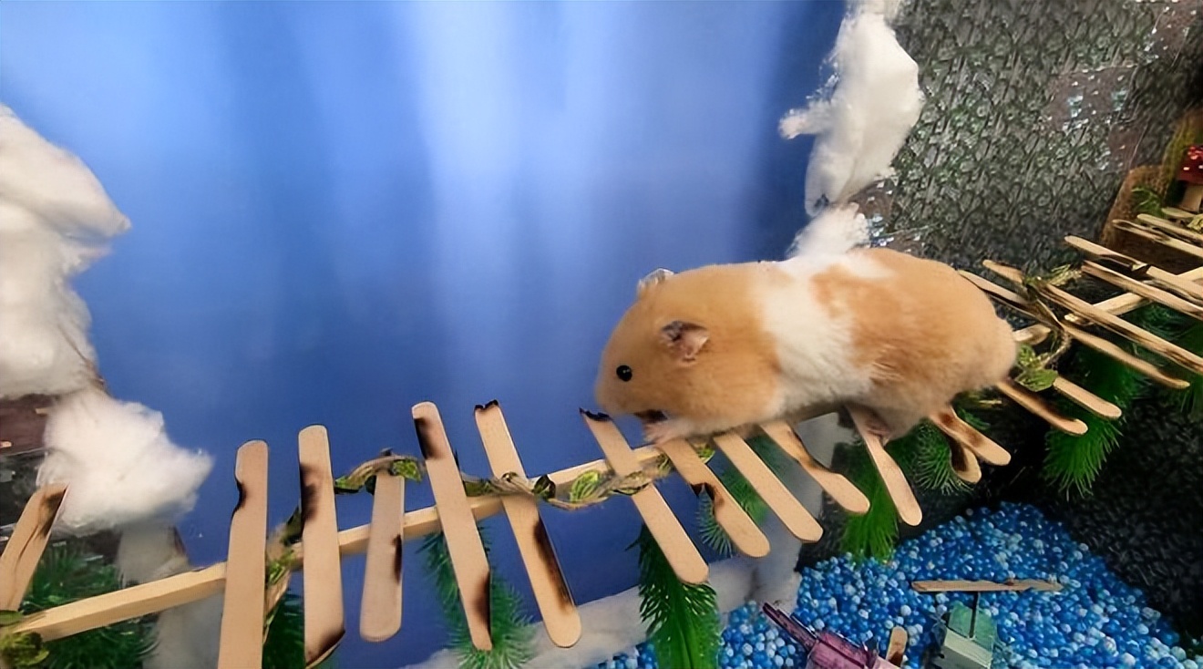 Bridge challenge designed for hamsters with 8 thrilling obstacles of ...