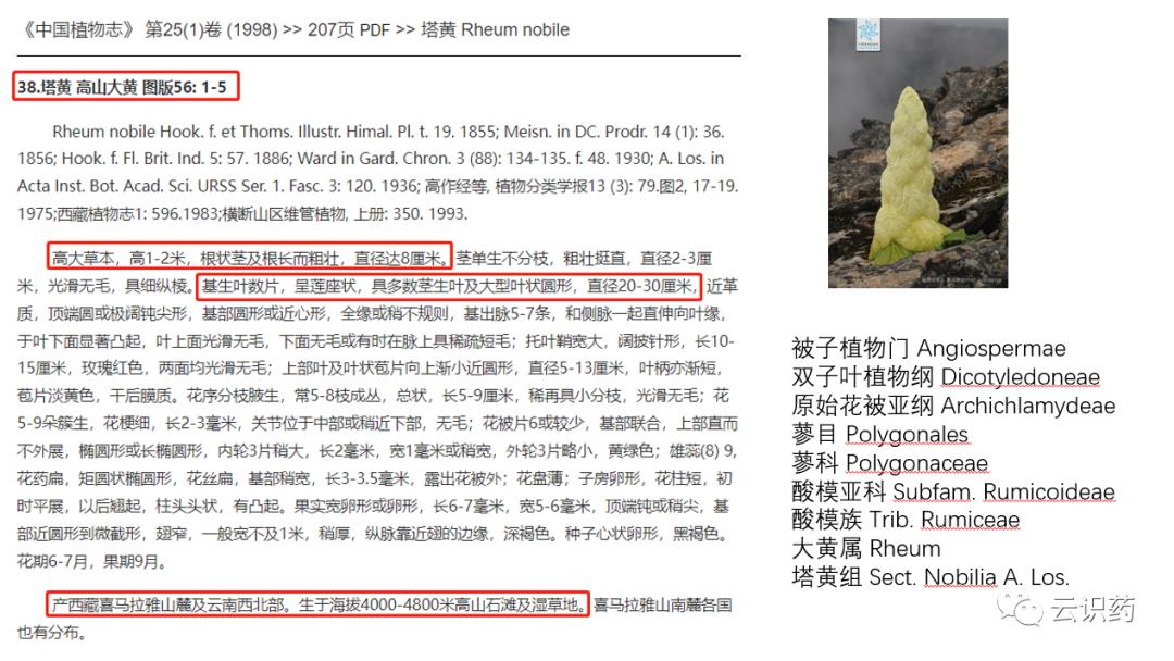 What kind of plant is "Tahuang"? - iNEWS
