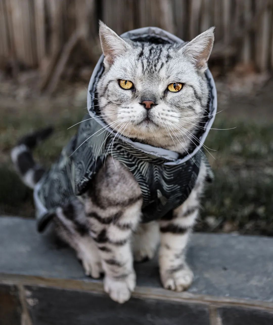 How can a fashion show be missing the popular cat Dou Ma Dudu who has ...