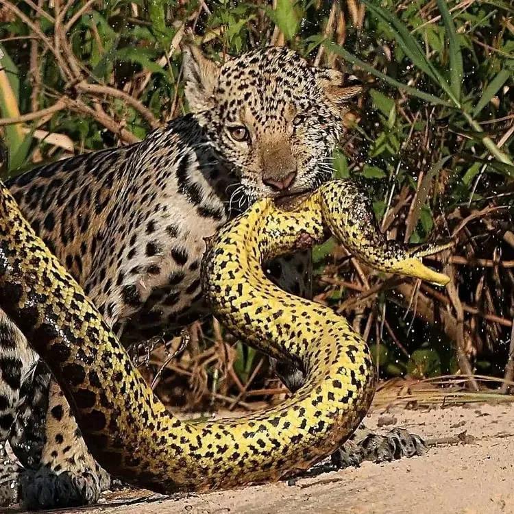 The cruel predation of animals is instantly rewarded, eating raw and ...