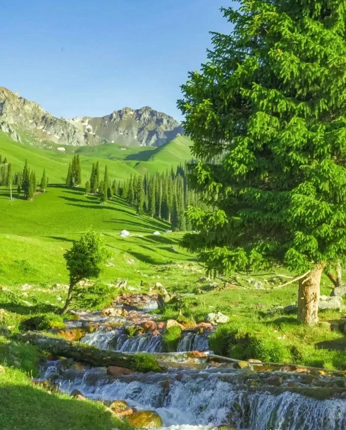 Welcome to Damei Xinjiang - iNEWS