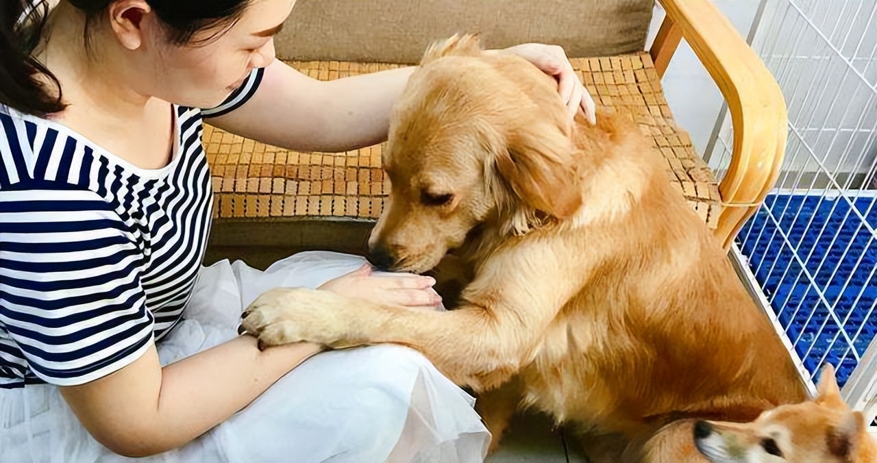 In the life of a dog, it will play 7 roles, which one is your dog? - iNEWS