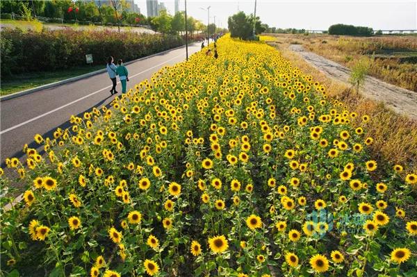 The world's longest sunflower landscape blooms in autumn - iNEWS