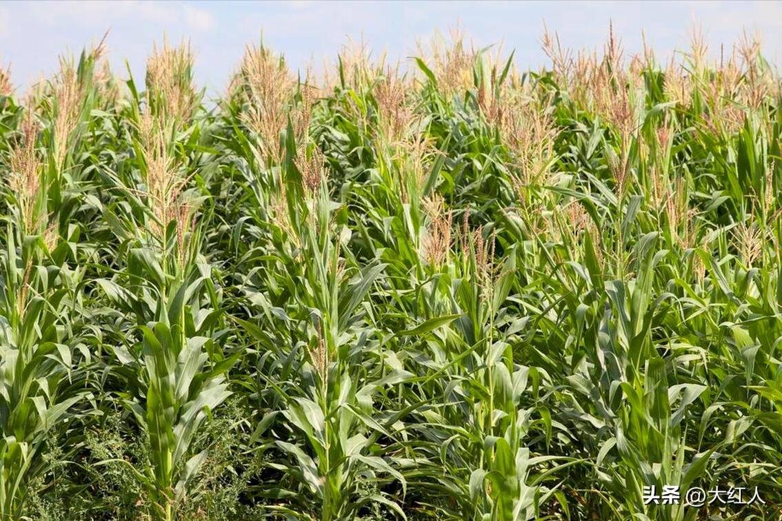 Can spraying urea after corn earing increase yield? - iNEWS