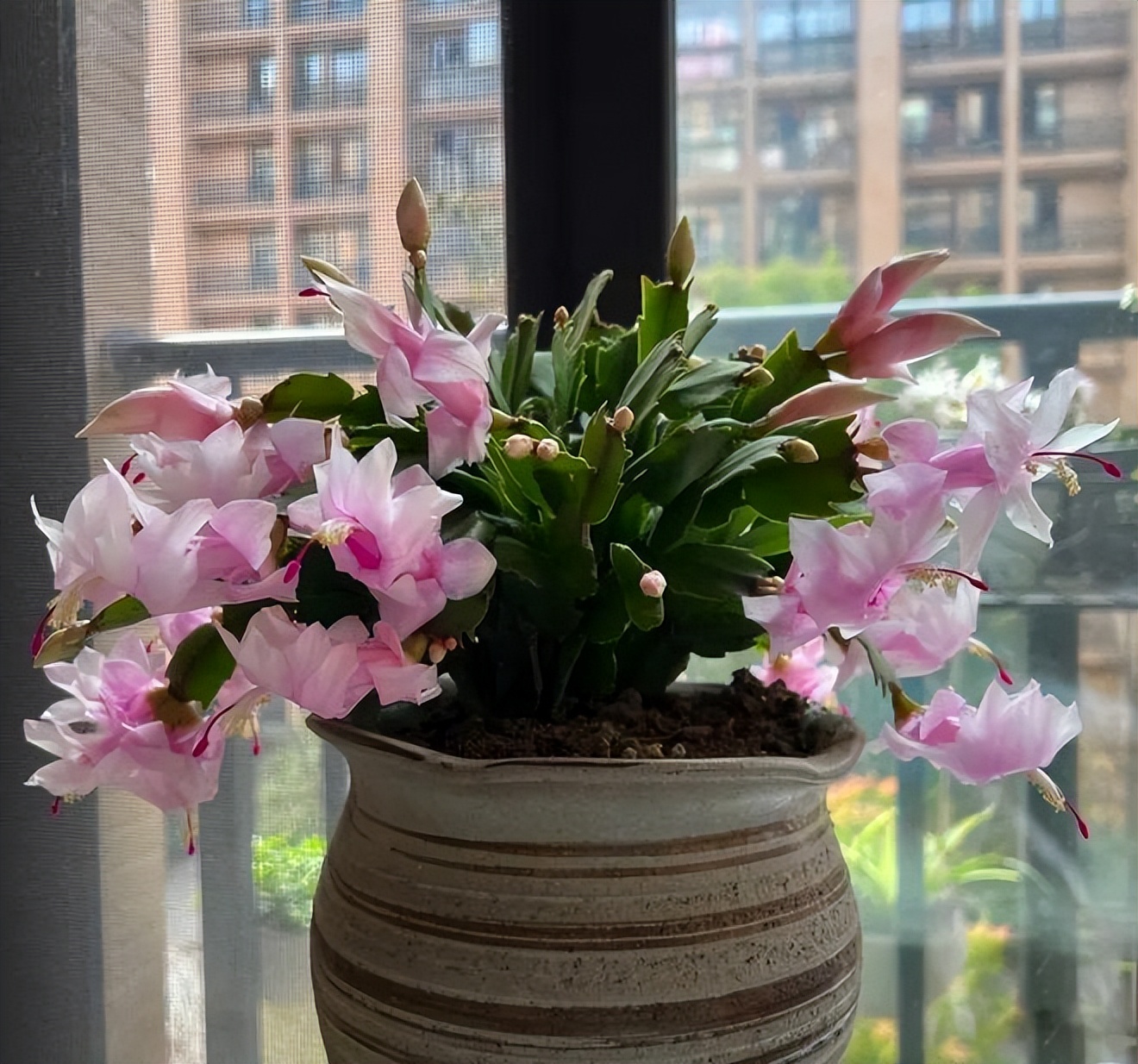 Raising crab claw orchids, turn on the "secret switch", the leaves are ...