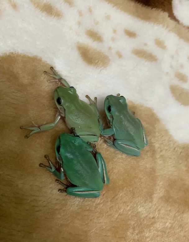 The Charm of the Tree Frog: Exploring the Ecology and Conservation of ...