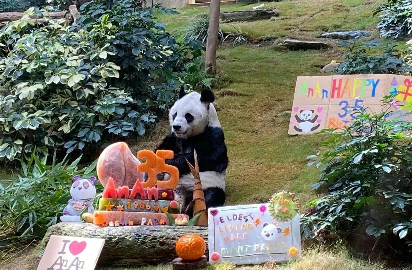 How much care does a giant panda with a lifespan of up to 35 years need ...