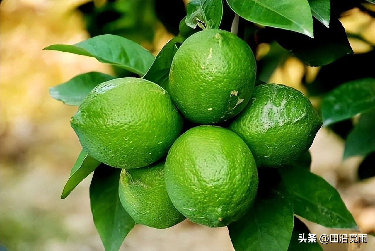 Lemon potted plants can harvest several crops of fruit a year. After ...