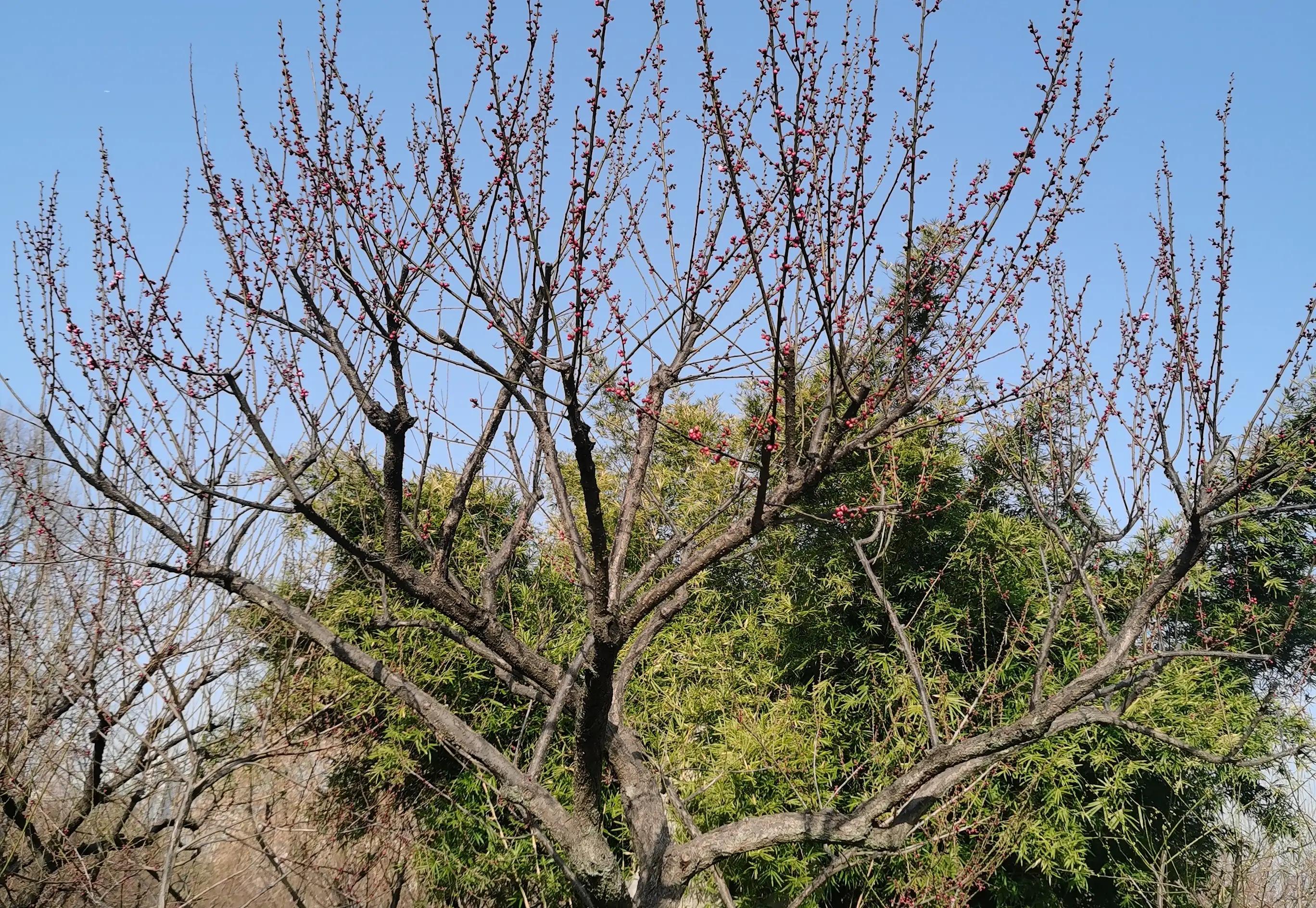 Seven Wonders: Mei Yun (three other poems) - iNEWS