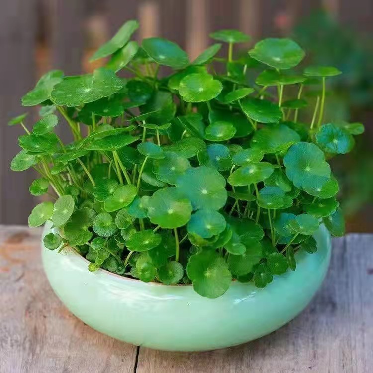 Have you learned how to cultivate copper coin grass? - iNEWS