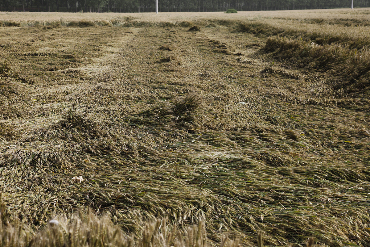 Ridging increases the number of grains per panicle of wheat after rice ...