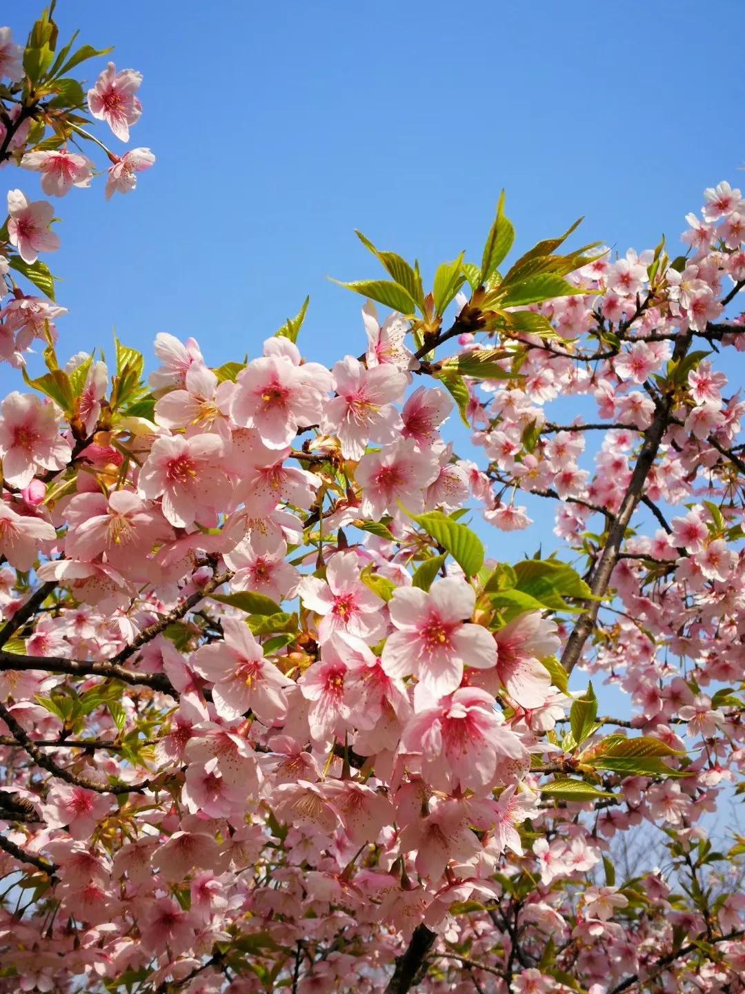Sakura Valley - iNEWS