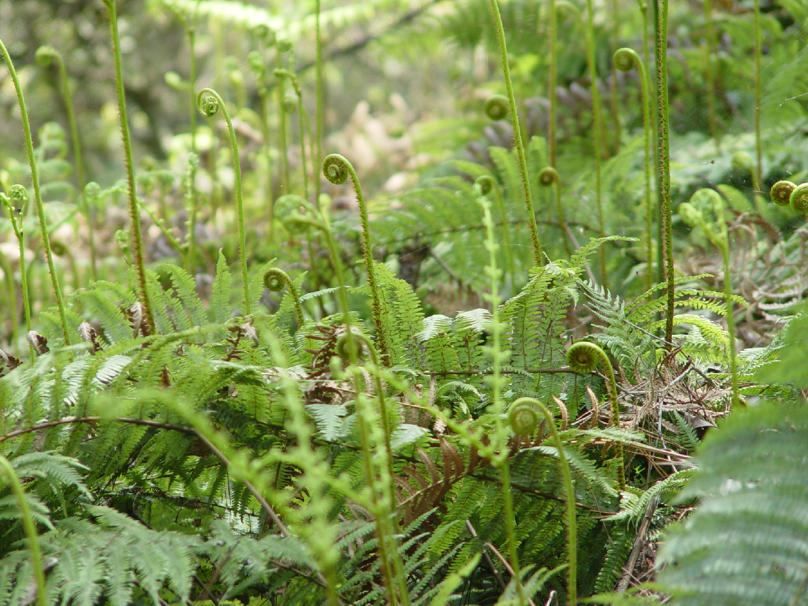 The first thing to eat in spring - a detailed count of edible ferns - iNEWS