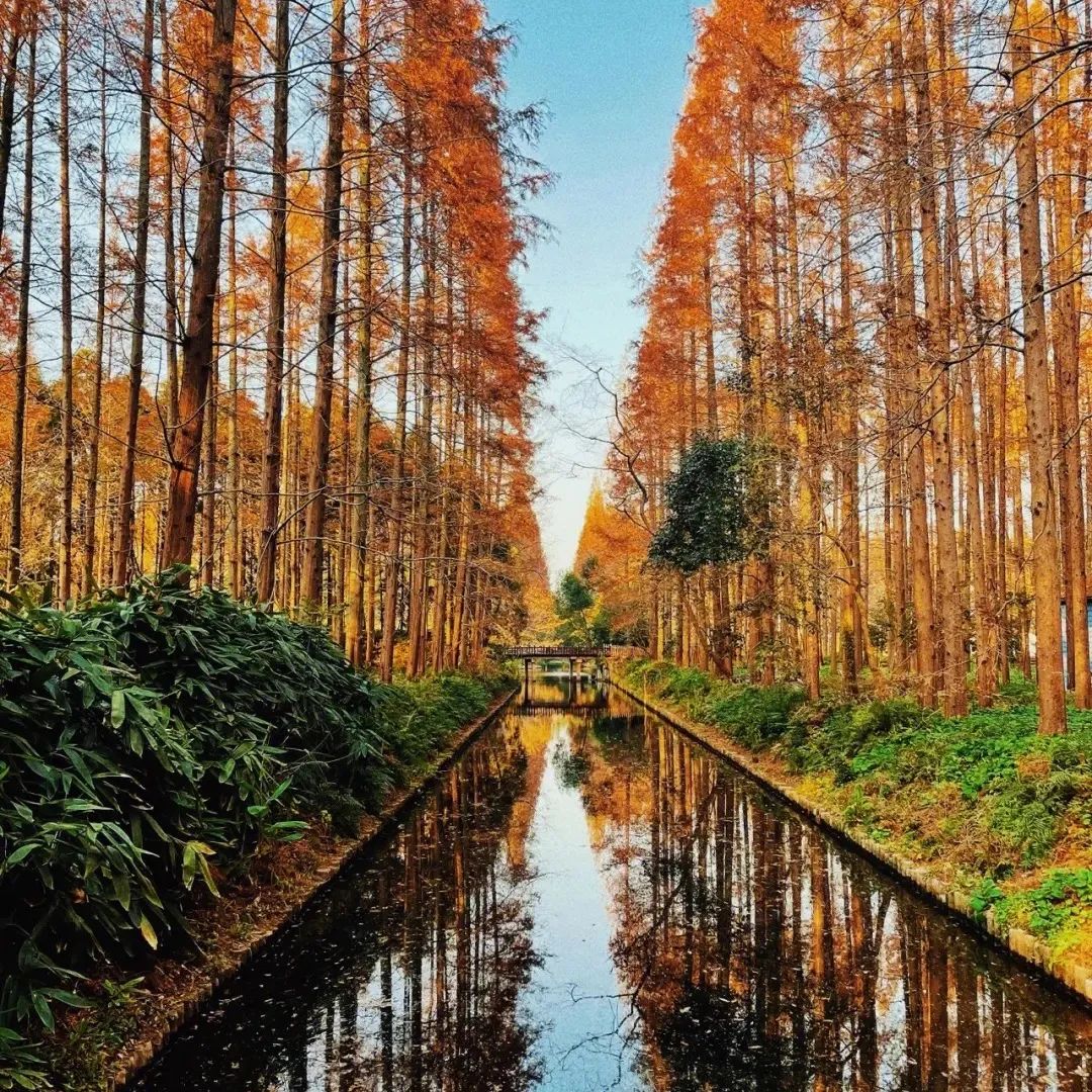 Dongping National Forest Park - iNEWS