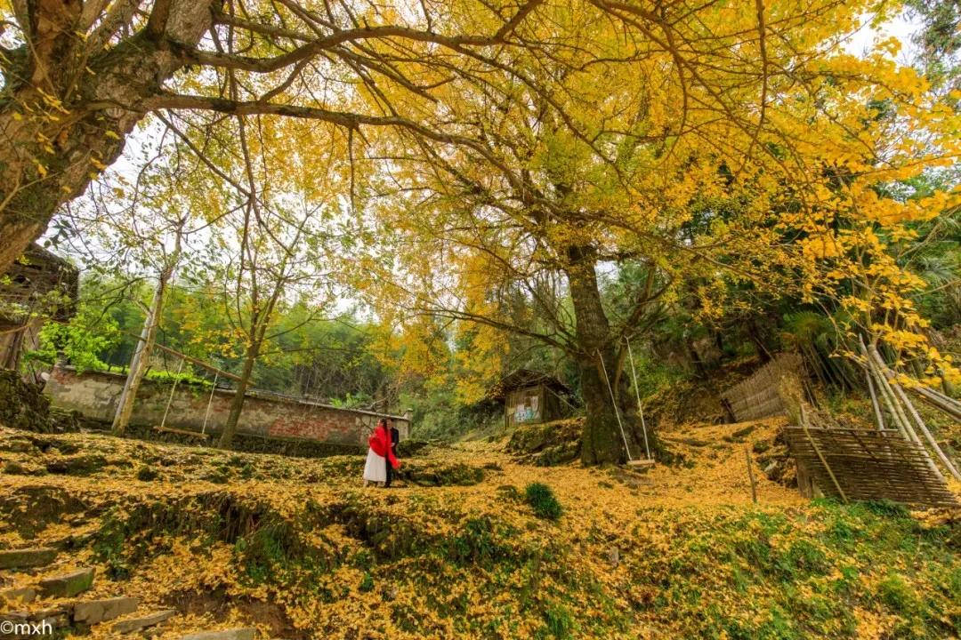 Seven unique autumn steps in the forest - iNEWS