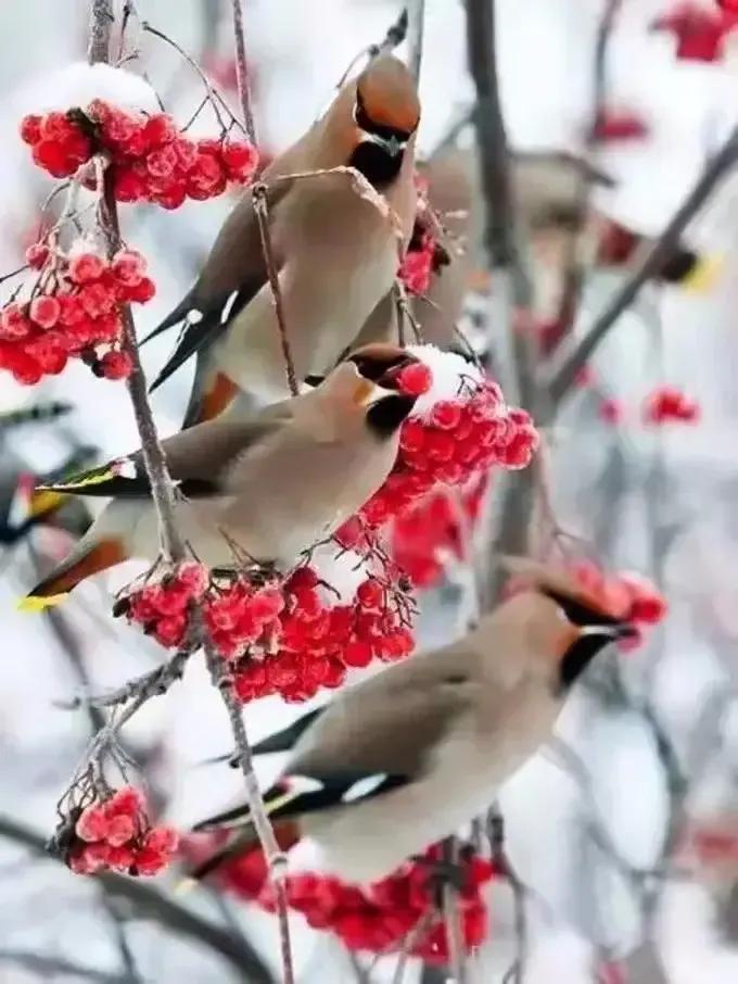 Xue Yun (original) - iNEWS