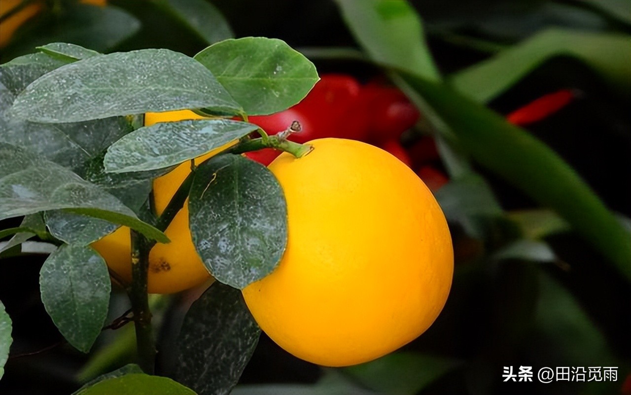 Lemon potted plants can harvest several crops of fruit a year. After ...