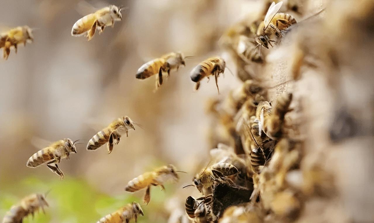 Why are bees always flying around you? Bees behave like this with ...