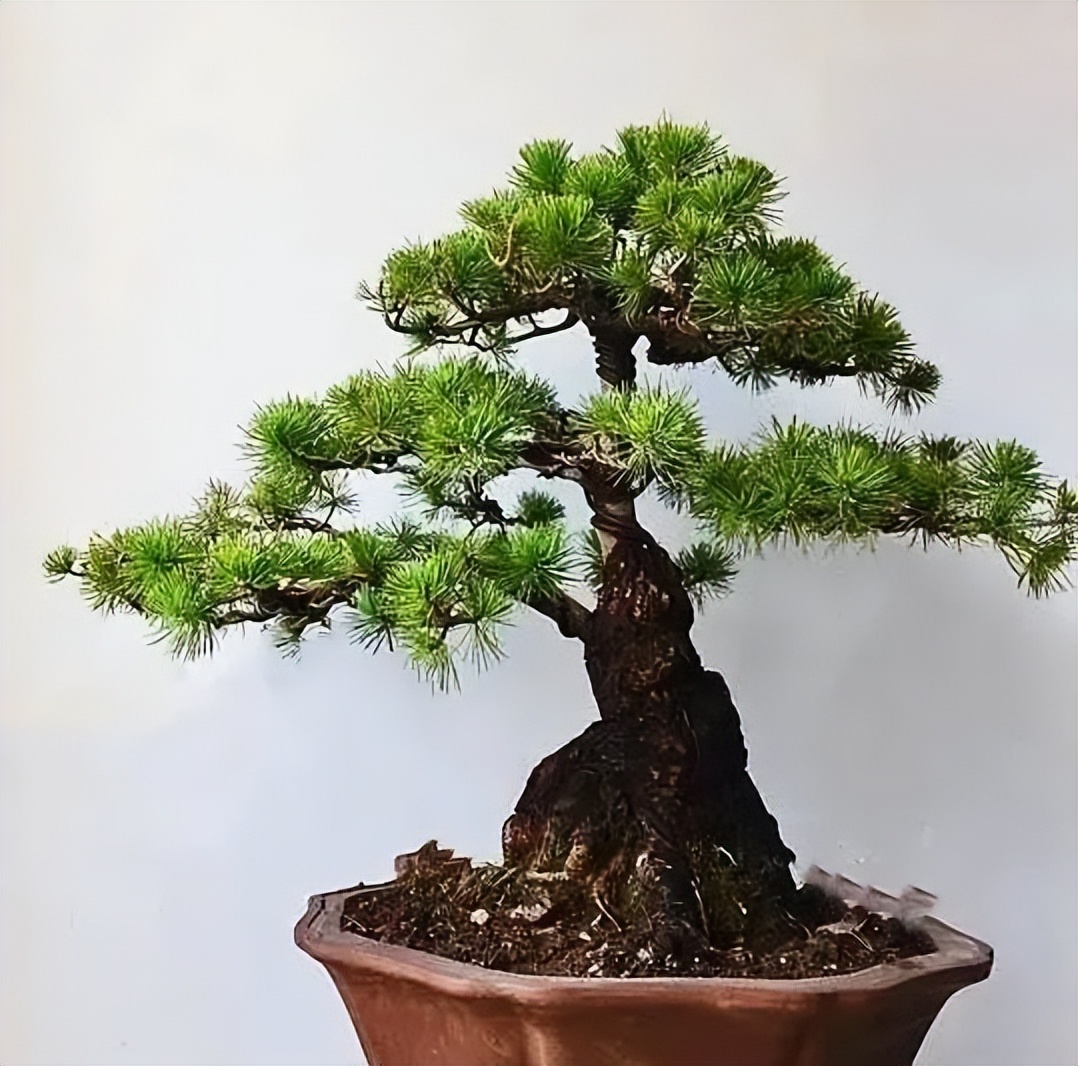 Pine bonsai dwarfs and ages within three to two years - iNEWS